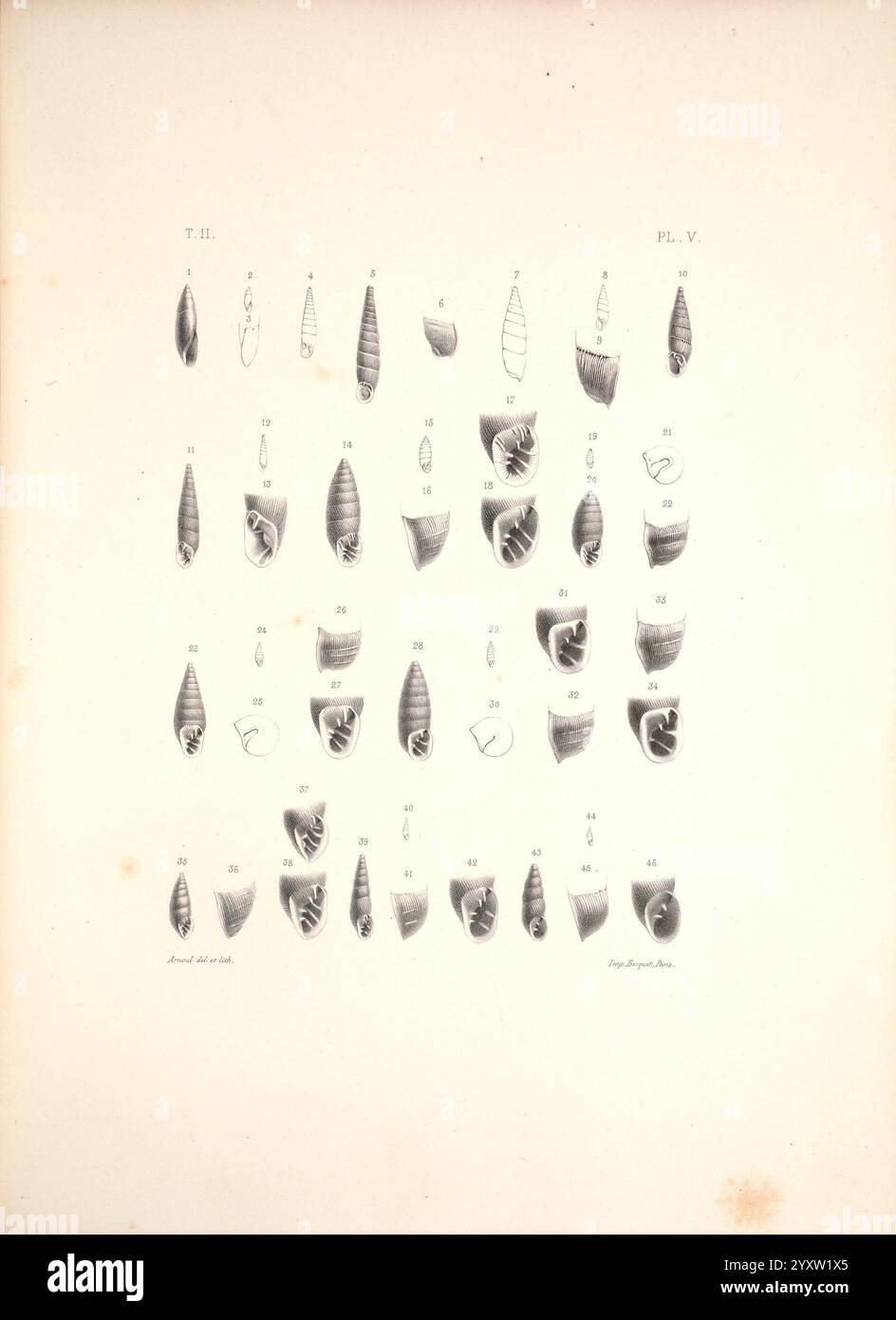 Complexity of shell morphology in nature hi-res stock photography and ...