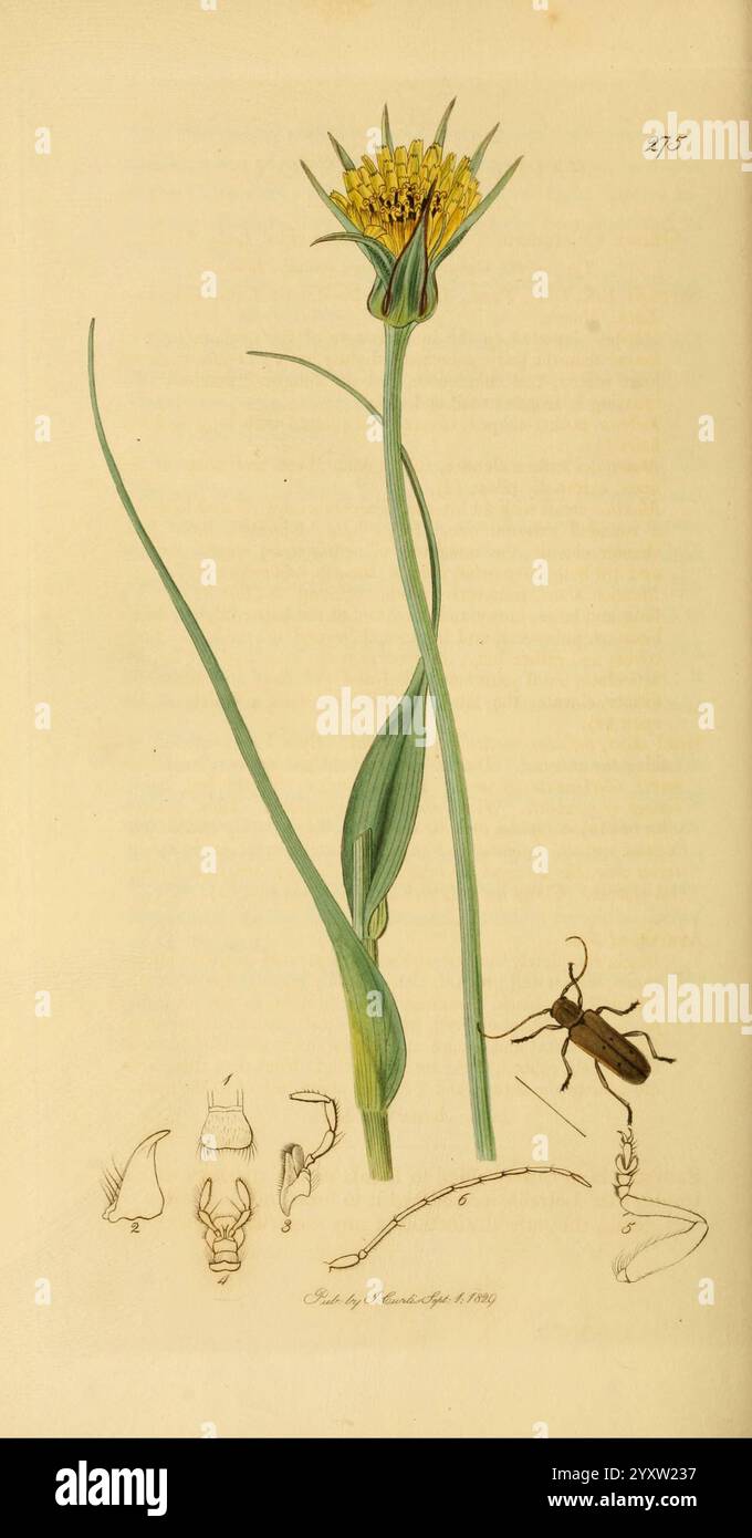 Pictorial works saperda hi-res stock photography and images - Alamy