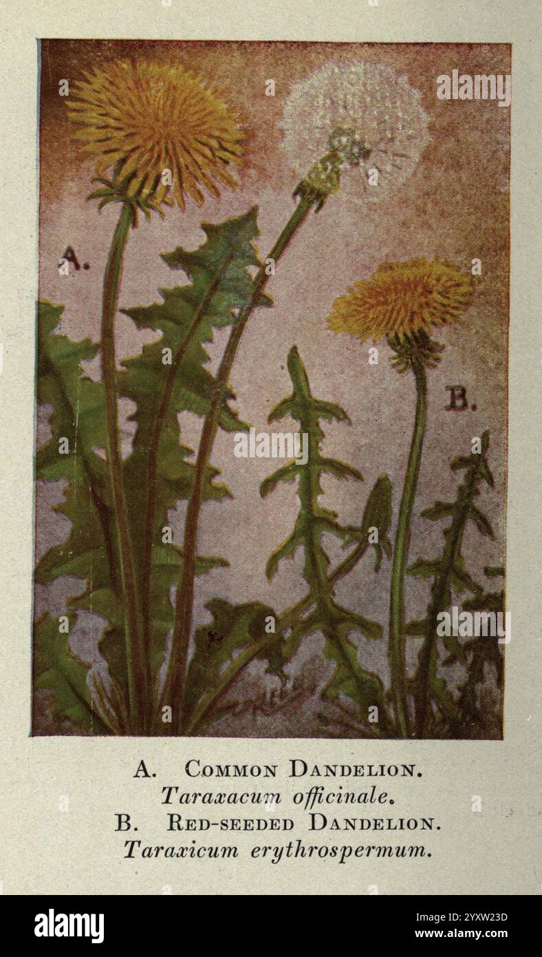 Illustration features two distinct types hi-res stock photography and ...