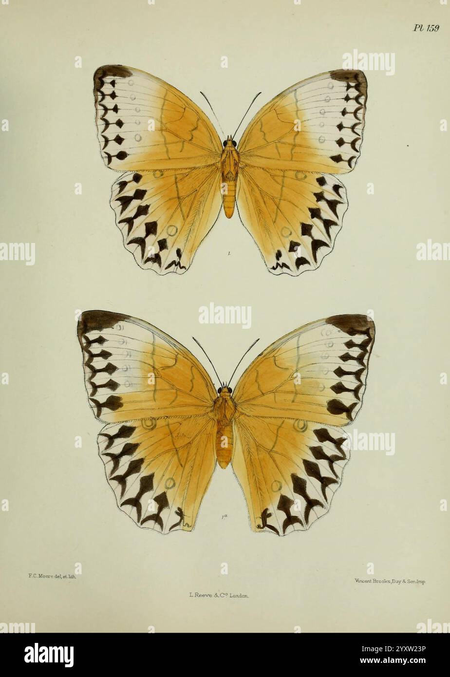 Butterflys anatomy hi-res stock photography and images - Alamy