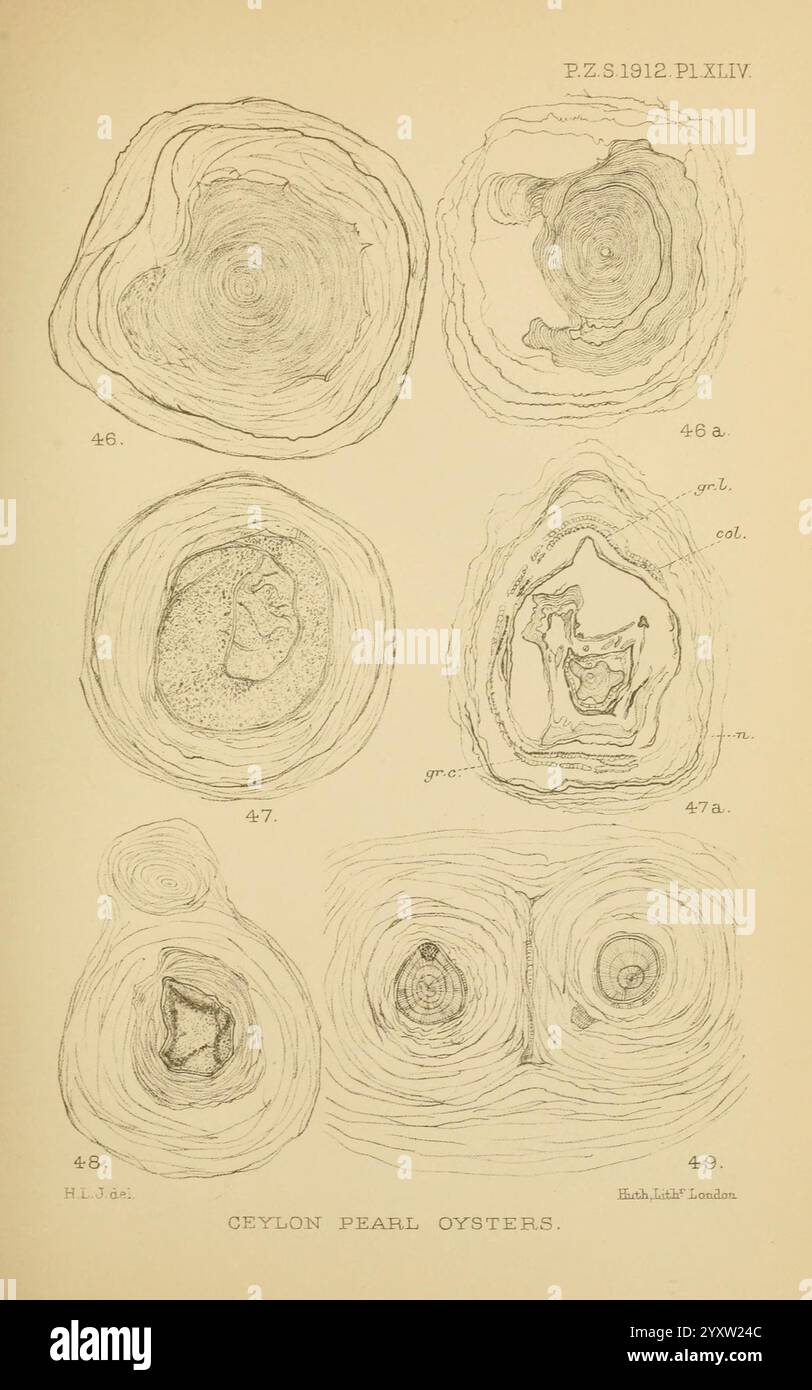 Specimen exhibits distinct shapes hi-res stock photography and images ...