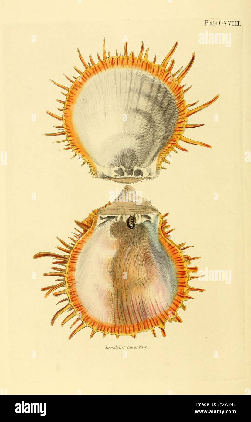 Conchologia systematica, or Complete system of conchology London ...