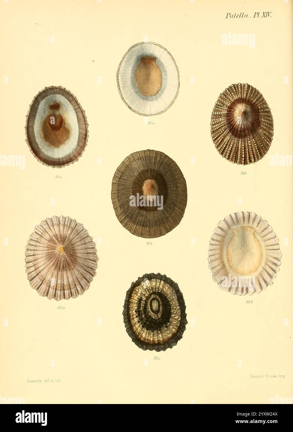 Conchologia Iconica, or Illustrations of the Shells of Molluscous ...