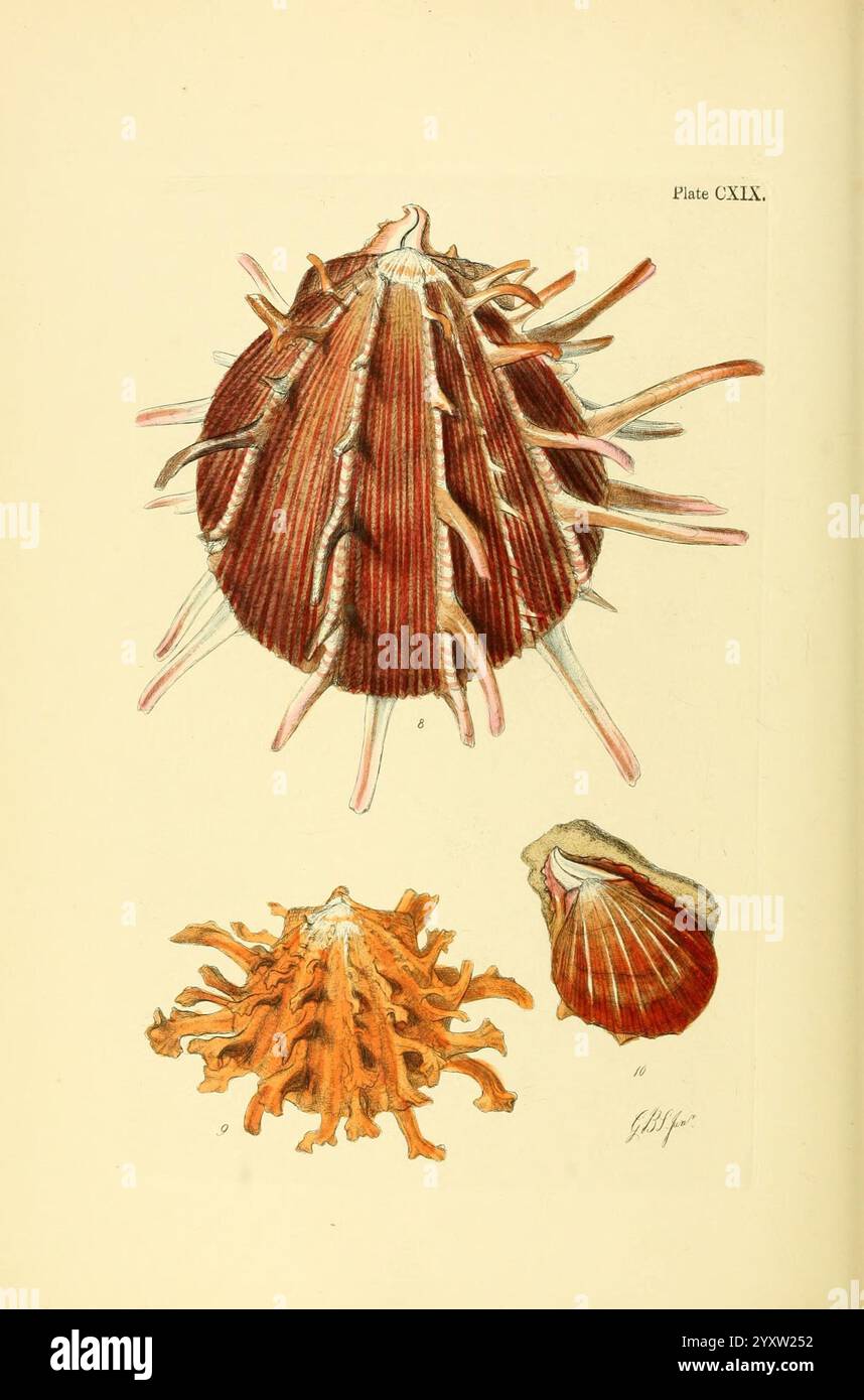 Conchologia systematica, or Complete system of conchology, London ...