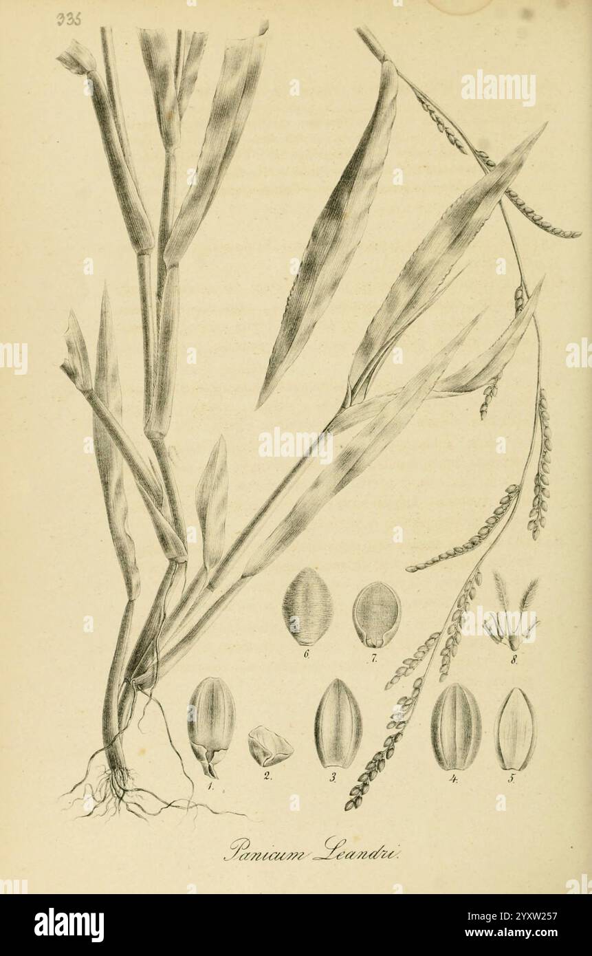 Species Graminum, Petropoli, Impensis Academiae Imperialis Scientiarum ...