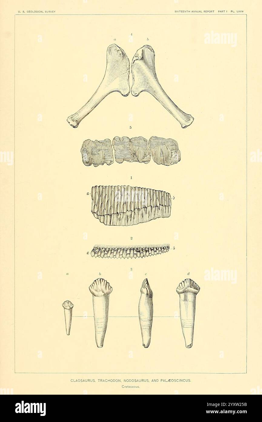 The dinosaurs of North America, Washington, Govt. Print, 1896 ...