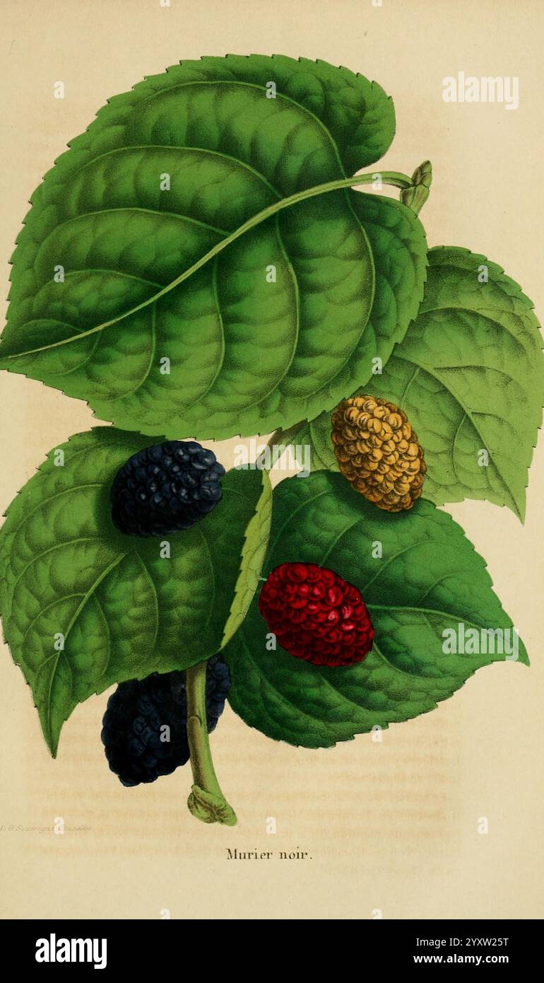 Plants visual intrigue hi-res stock photography and images - Alamy