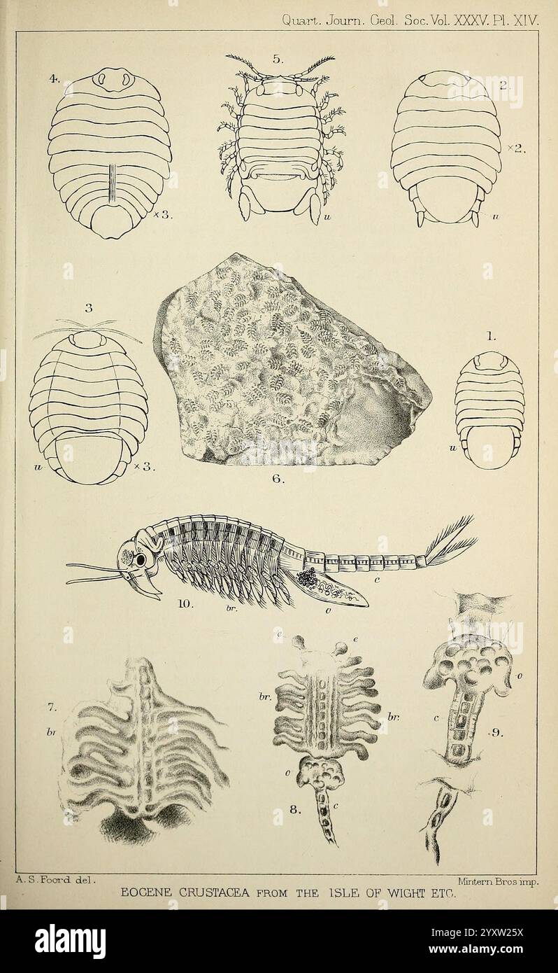 Numbered figure highlights distinct anatomical features hi-res stock ...