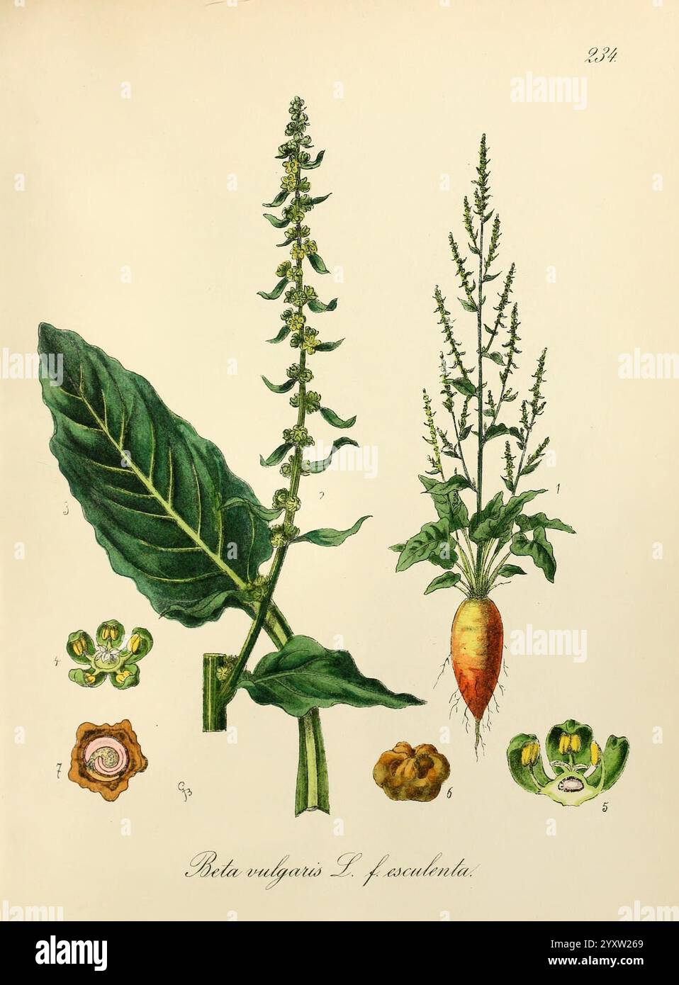 Extensive taproot hi-res stock photography and images - Alamy