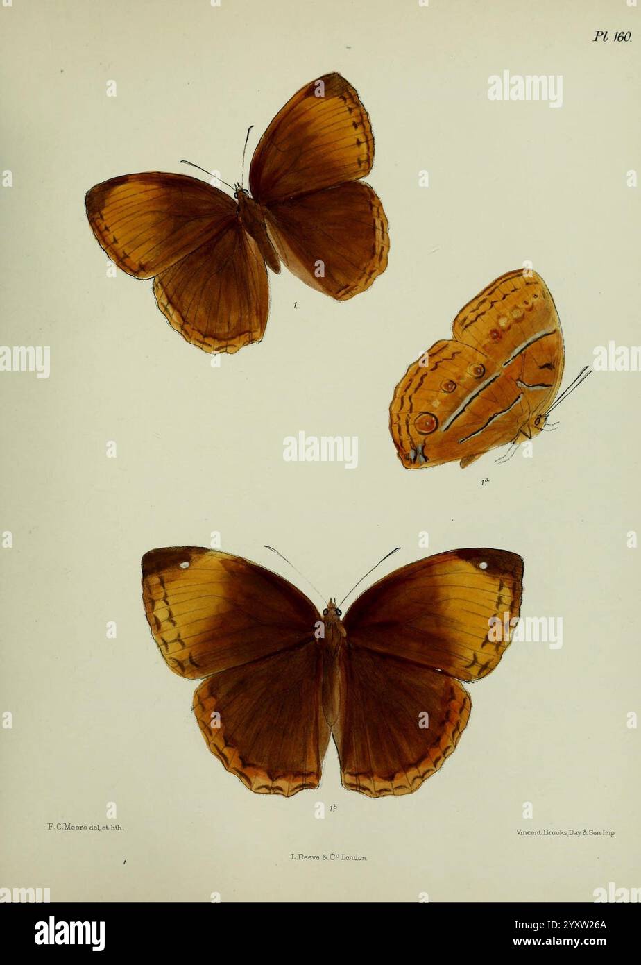 Illustration features three detailed depictions hi-res stock ...