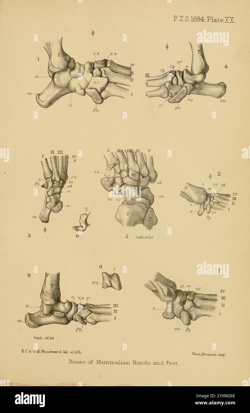 Skeletal anatomy across different species hi-res stock photography and ...
