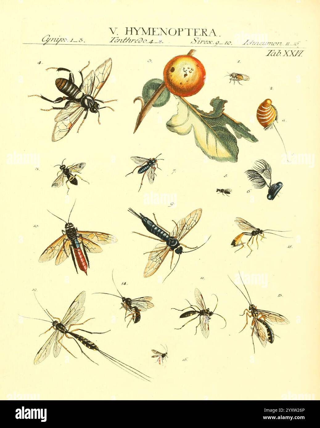 Prominent wasp features hi-res stock photography and images - Alamy