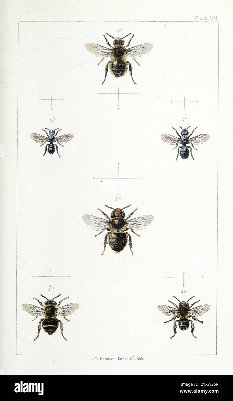 British, bees, London, L. Reeve & Co, 1866, bees, Great Britain ...
