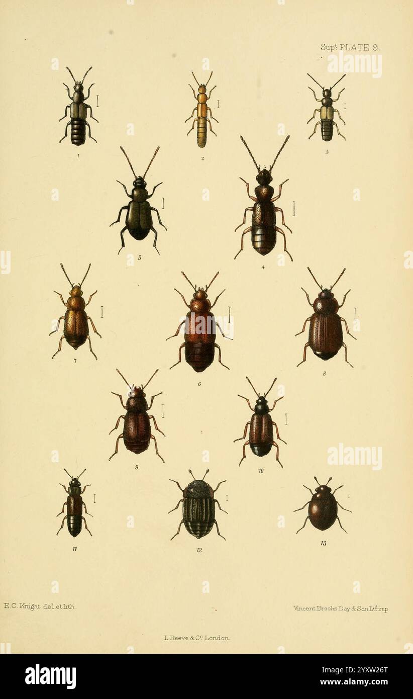 Punctulum hi-res stock photography and images - Alamy