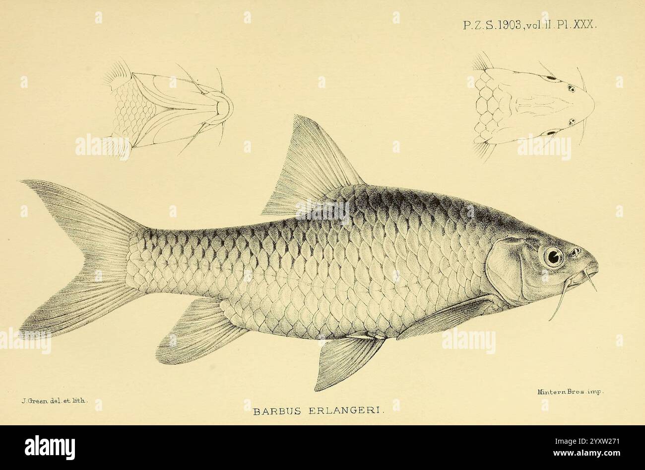 Highlights two additional species hi-res stock photography and images ...