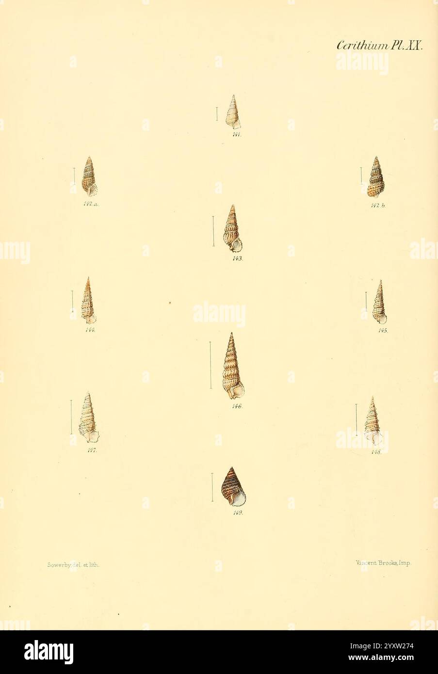 Conchologia iconica, or Illustrations of the shells of molluscous ...