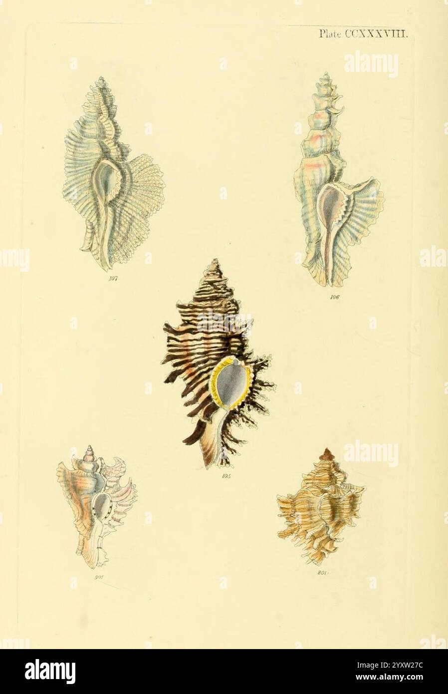 Conchologia systematica, or Complete system of conchology, London ...