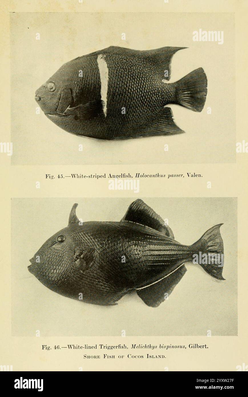 The Arcturus Adventure New York Putnam 1926 Galapagos Islands Marine ...