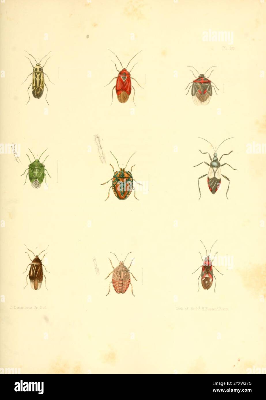 Top row features three insects hi-res stock photography and images - Alamy