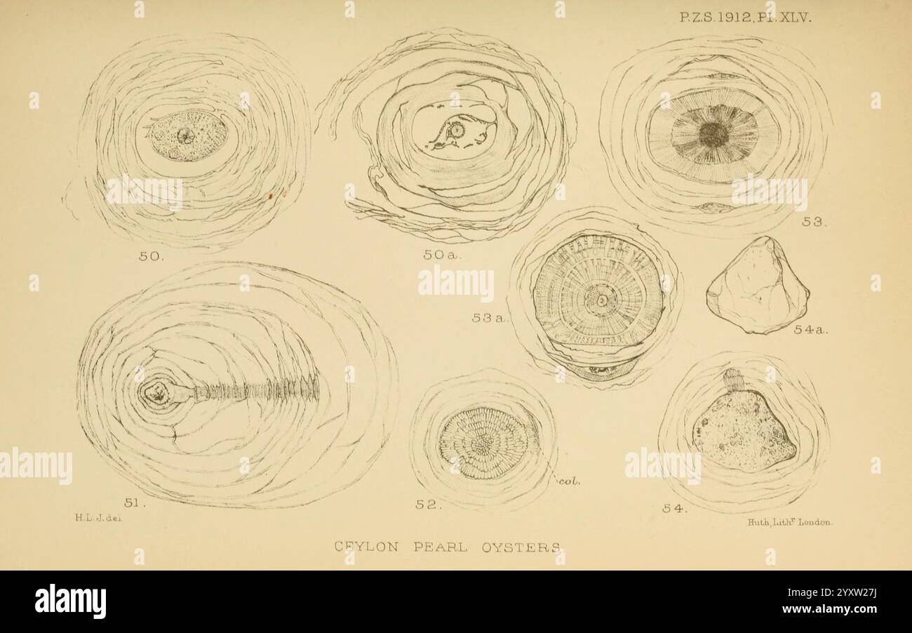 Demonstrating different growth patterns hi-res stock photography and ...