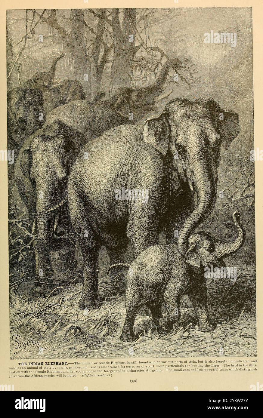 Elephants navigates hi-res stock photography and images - Alamy