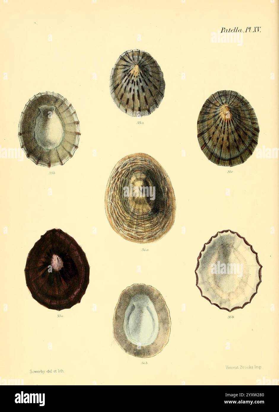 Conchologia Iconica, or Illustrations of the Shells of Molluscous ...