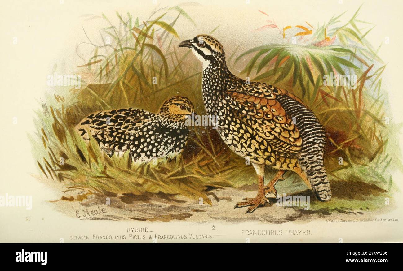 Scene depicts two striking birds intertwined hi-res stock photography ...