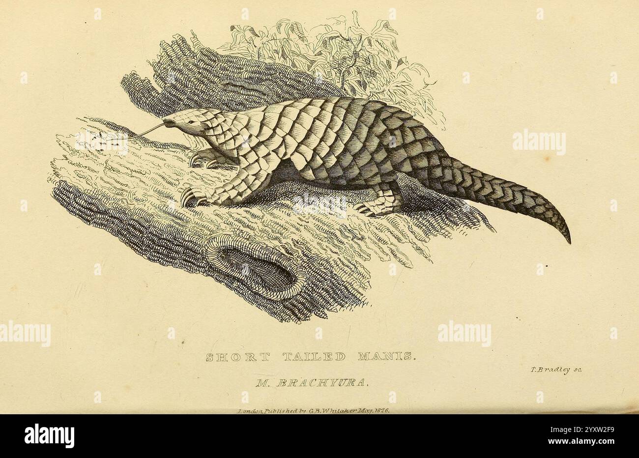 The class Mammalia, London, Printed for Geo. B. Whittaker, 1827 ...