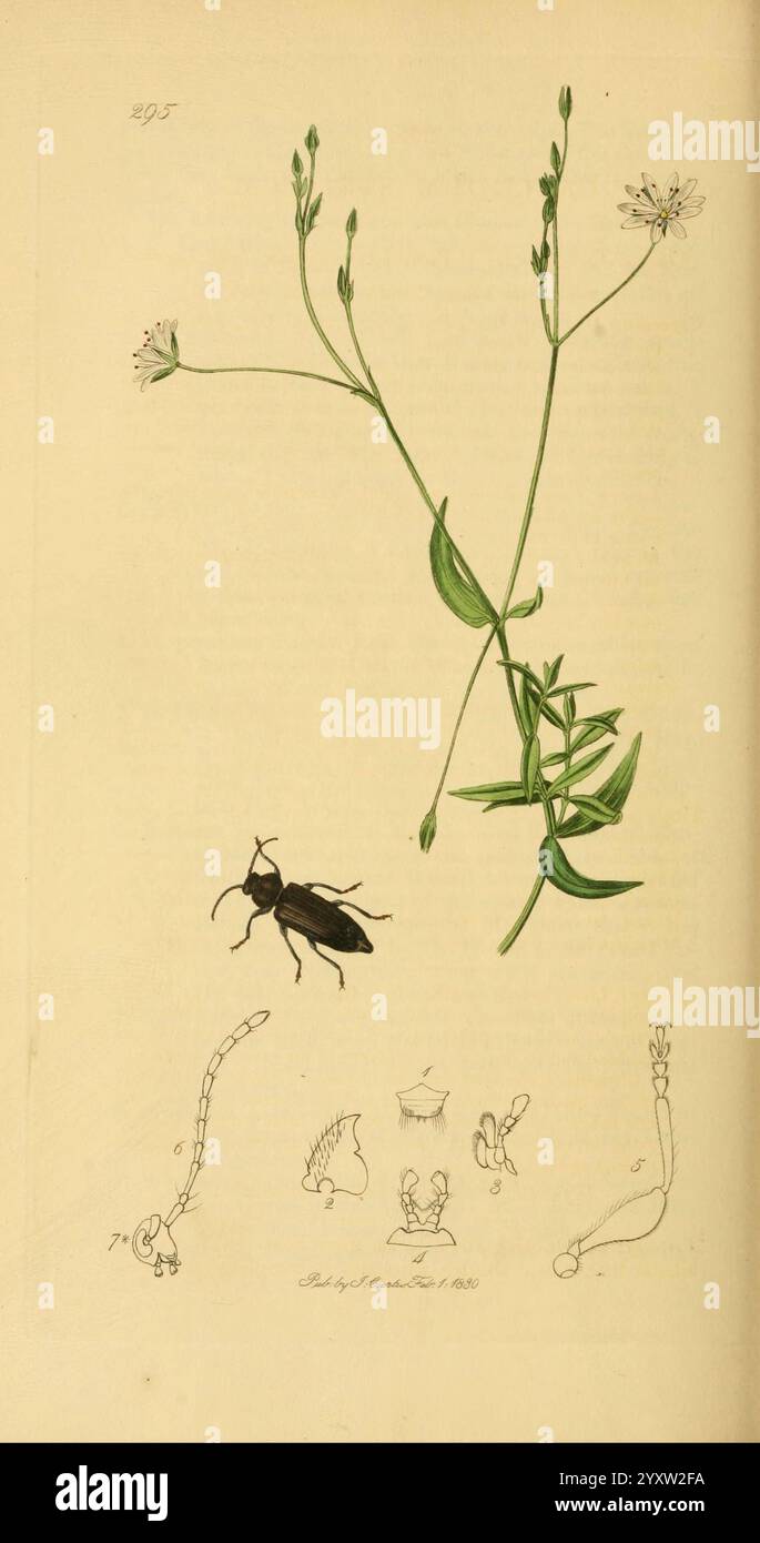 British, entomology, botany, Great Britain, insects, pictorial works ...