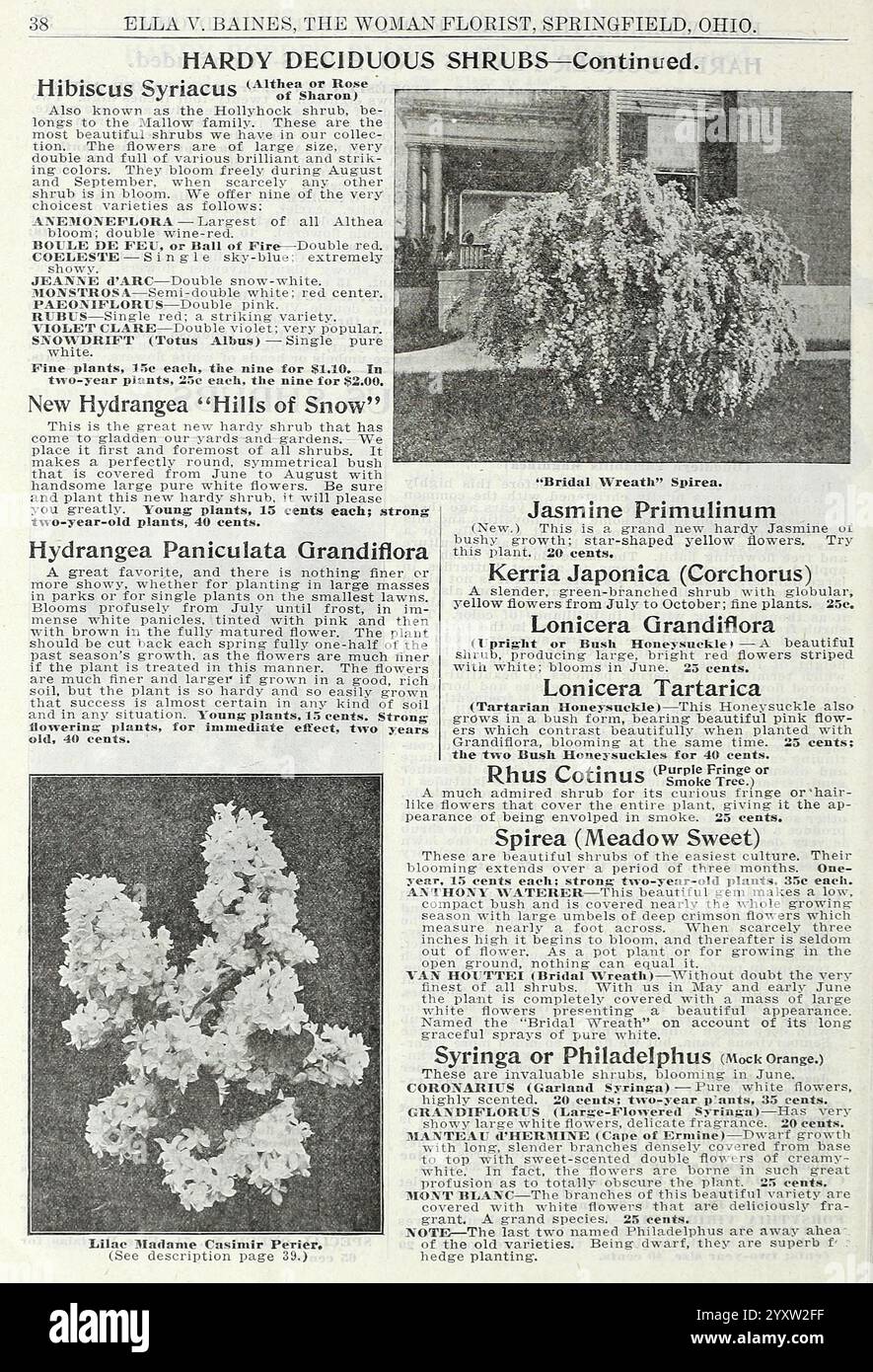 Corner showcases hibiscus syriacus hi-res stock photography and images ...