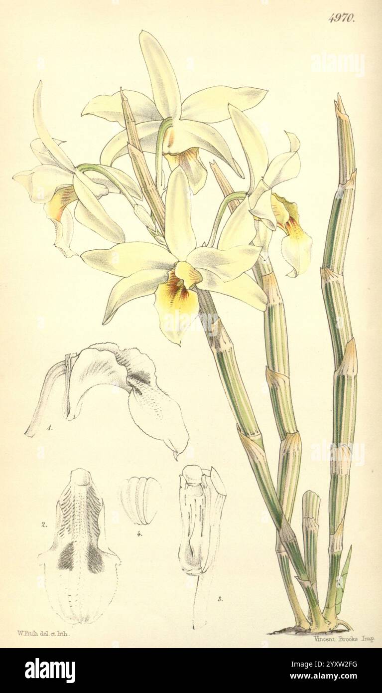 Curtis's Botanical Magazine, London, New York, botanical illustration ...