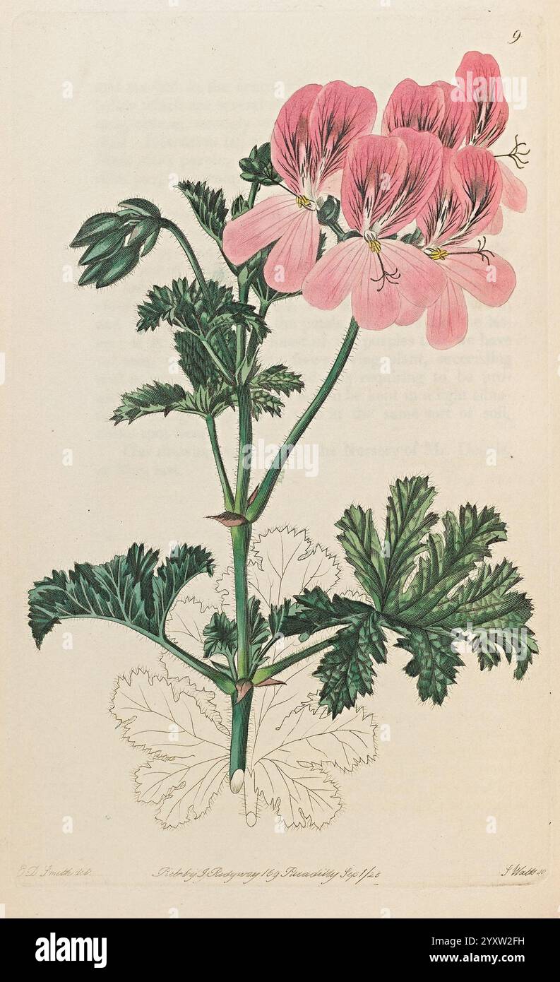 Geraniaceae London Printed for James Ridgway Piccadilly 1820-1830 19th ...