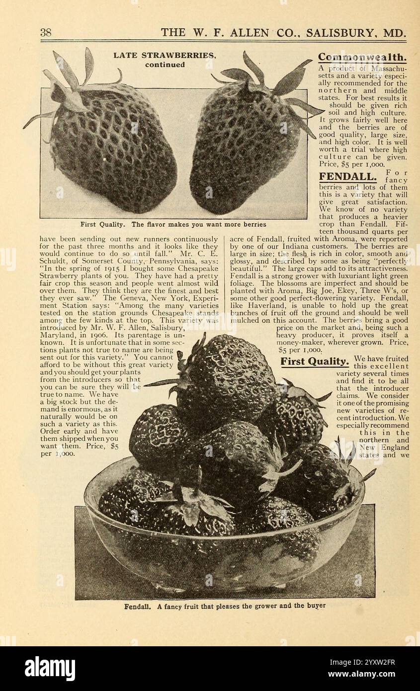 Strawberry strains hi-res stock photography and images - Alamy