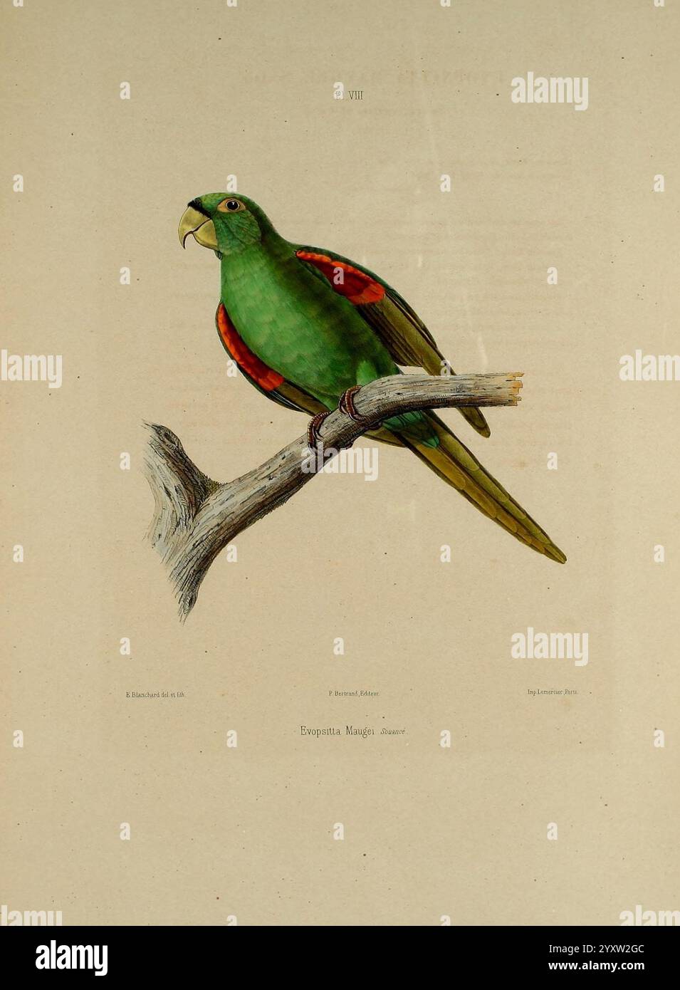 Dorsigera majora hi-res stock photography and images - Alamy