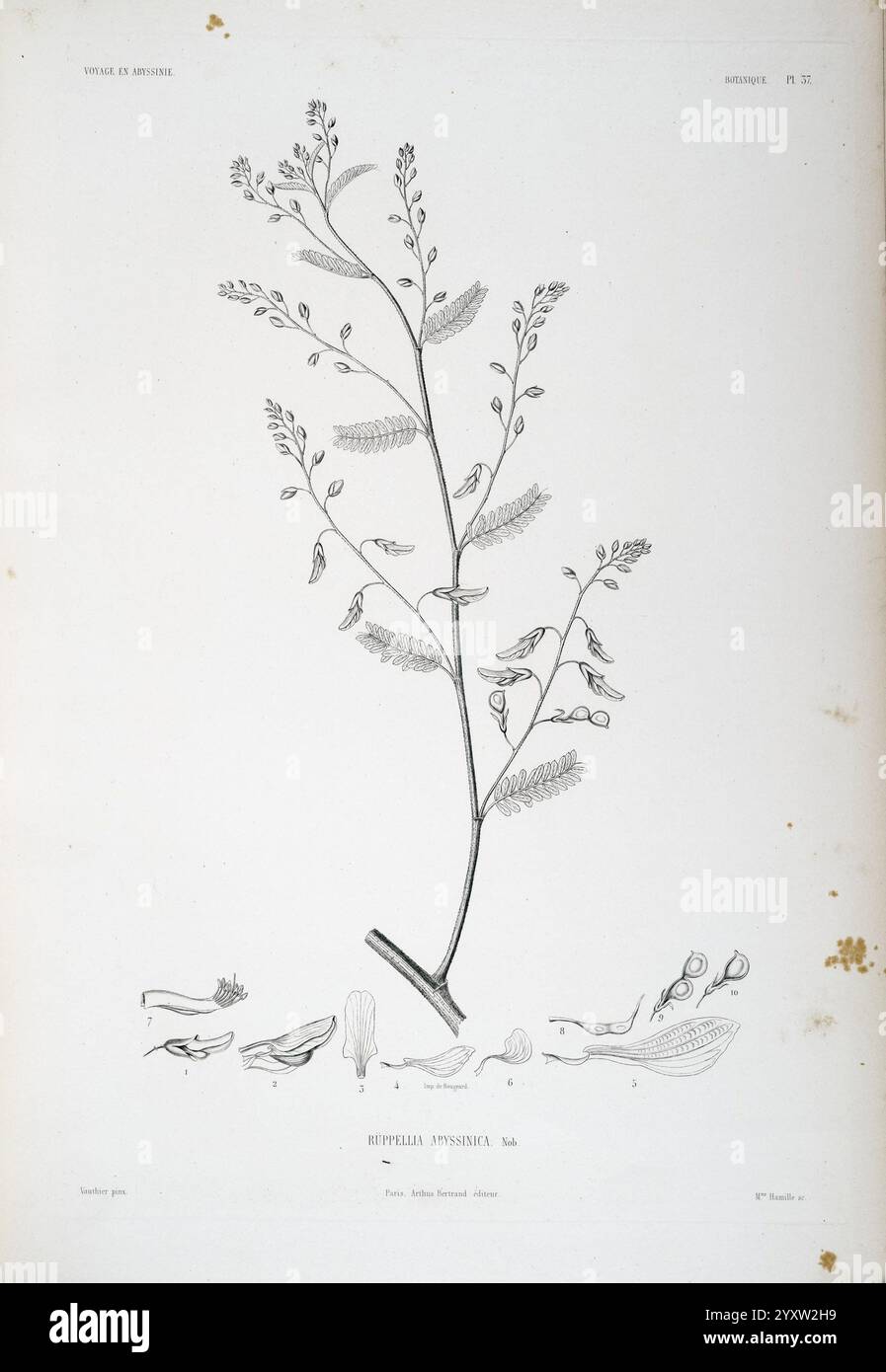 Individual plant components hi-res stock photography and images - Alamy