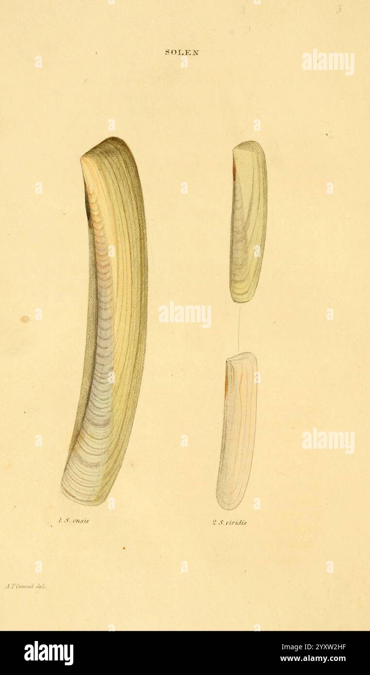 Solen candida hi-res stock photography and images - Alamy