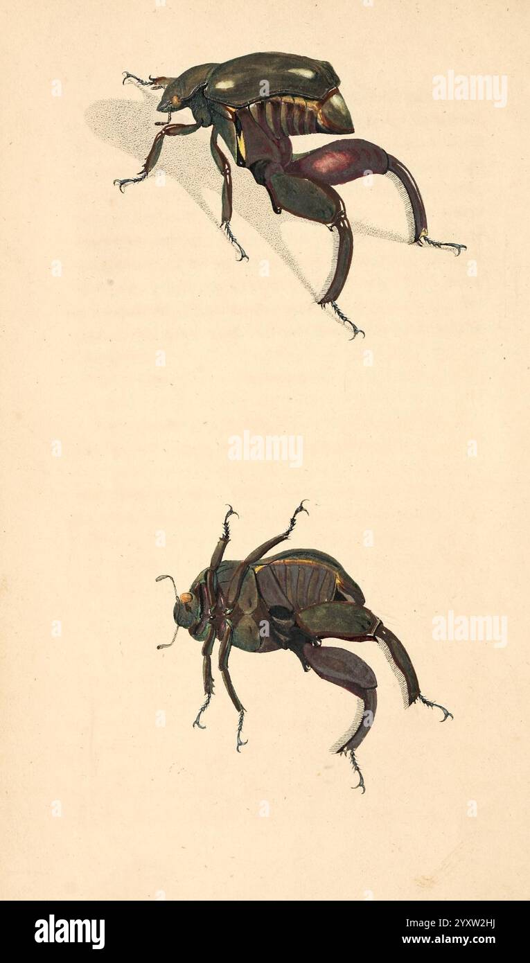 Lower beetle displays hi-res stock photography and images - Alamy