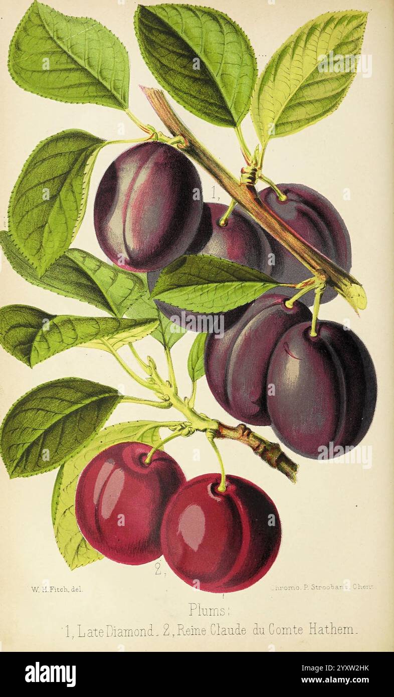 Artwork features several clusters hi-res stock photography and images ...