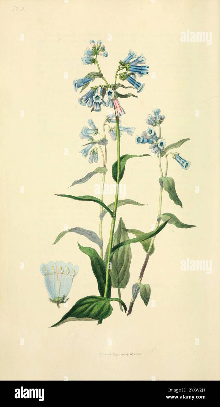 Flora Conspicua, London, Longman, Rees, Orme, Brown, and Green, 1826 ...