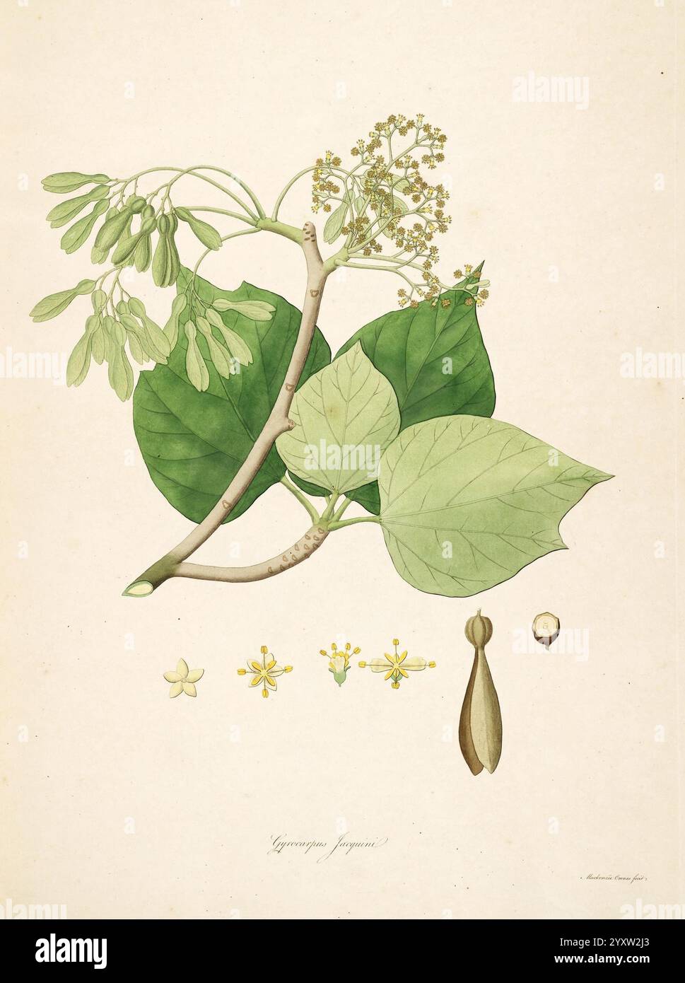 Plants of the coast of Coromandel, London, Printed by W. Bulmer and Co ...