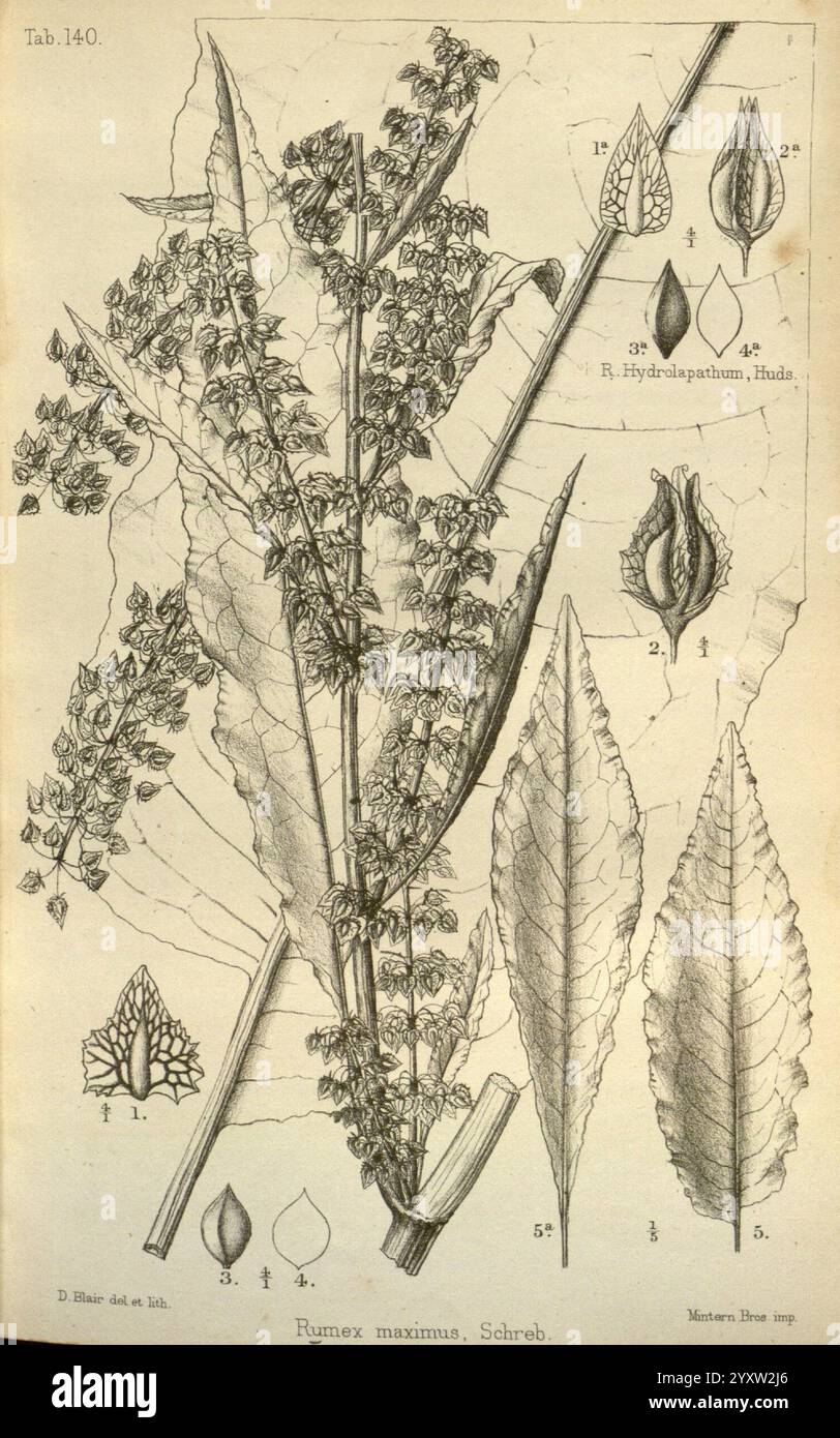 Meticulous botanical drawings highlight hi-res stock photography and ...