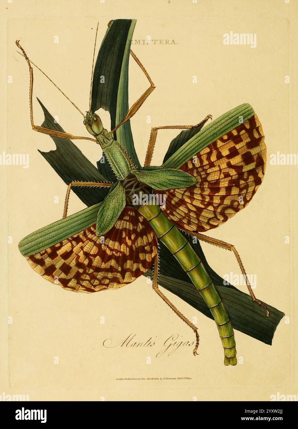 An epitome of the natural history of the insects of India, London ...