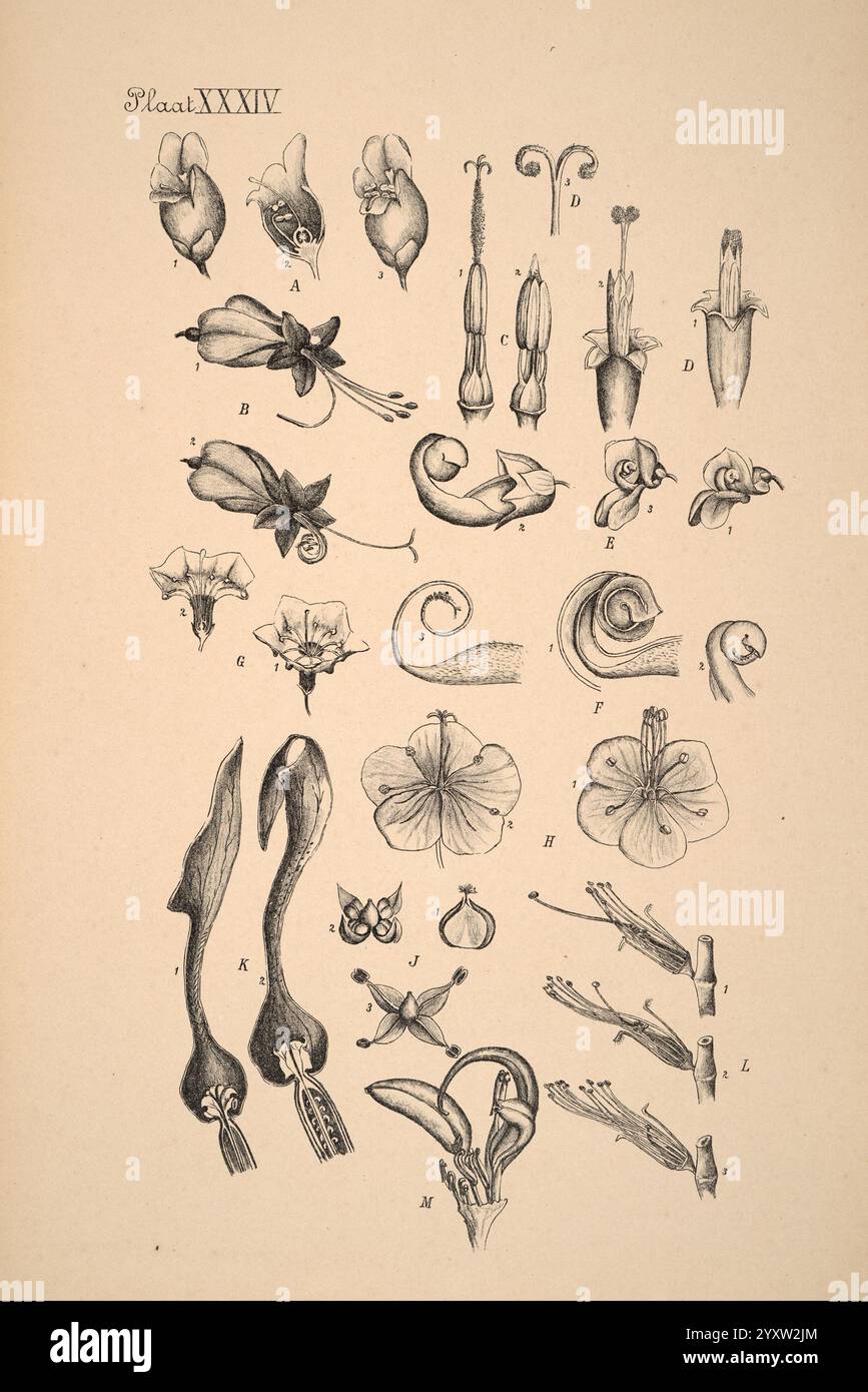 Detailed depictions of different plant species hi-res stock photography ...