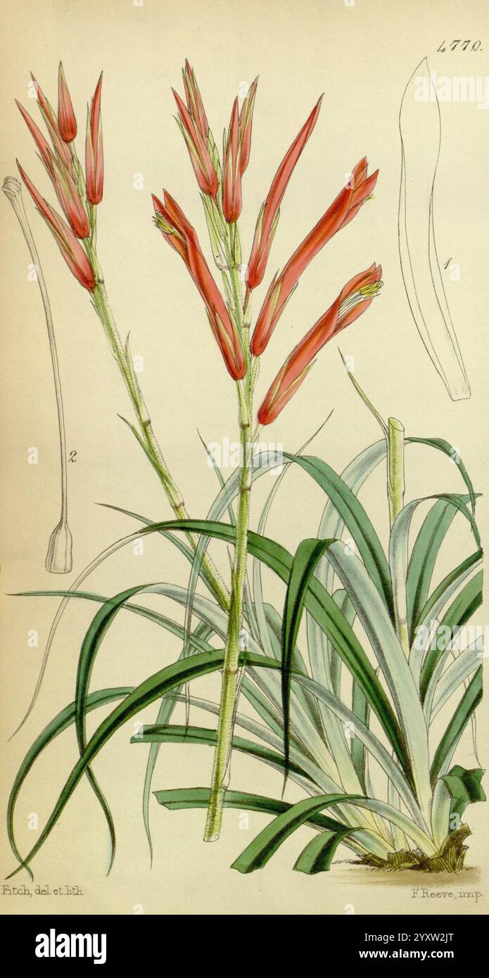 Curtis's Botanical Magazine London New York Botany Periodicals ...