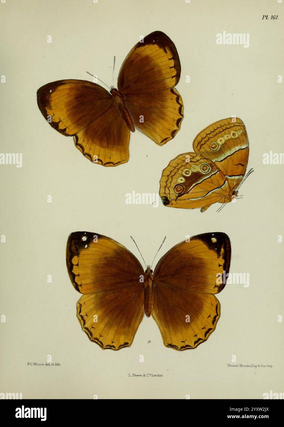 Top two specimens hi-res stock photography and images - Alamy