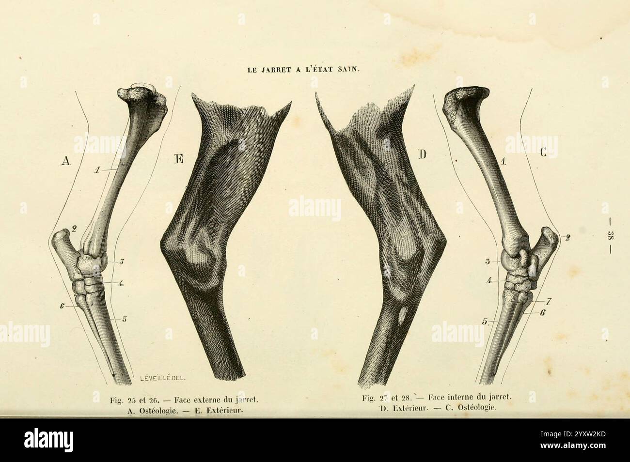La, connaissance, générale, du, cheval, atlas, Paris, Didot, 1861 ...