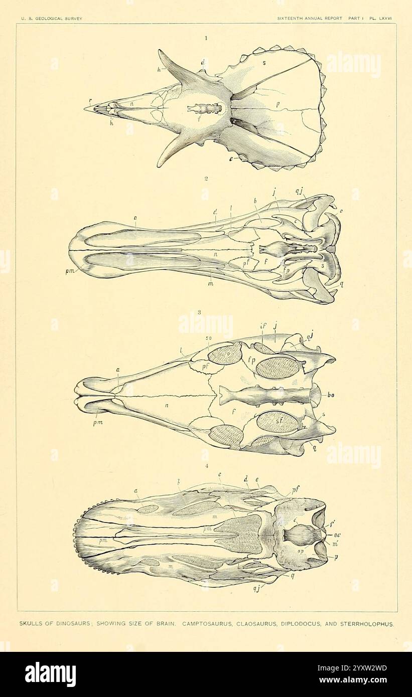 The, dinosaurs, of, North, America, Washington, Govt, Print, Off, 1896 ...