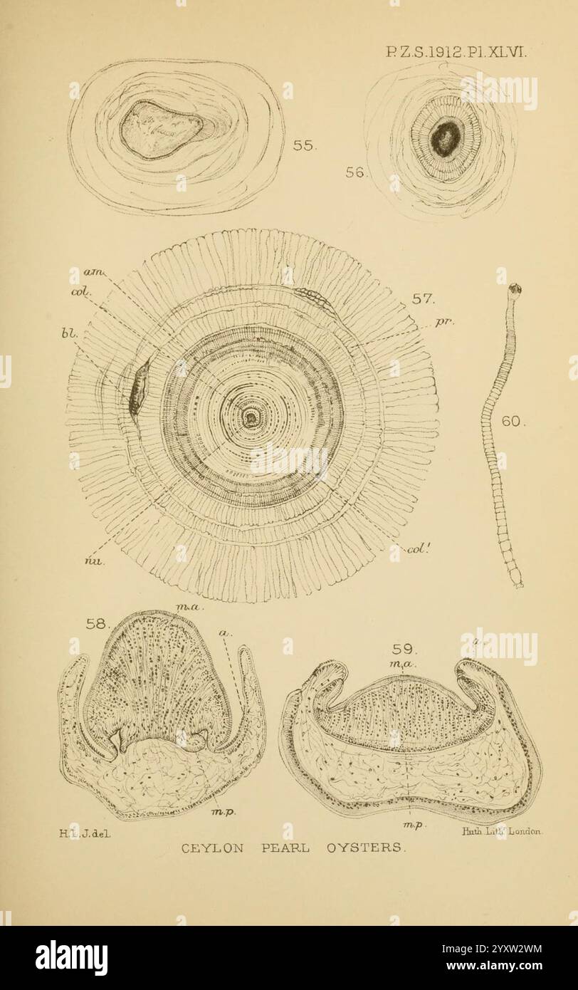 Proceedings of the Zoological Society of London, London, Academic Press ...