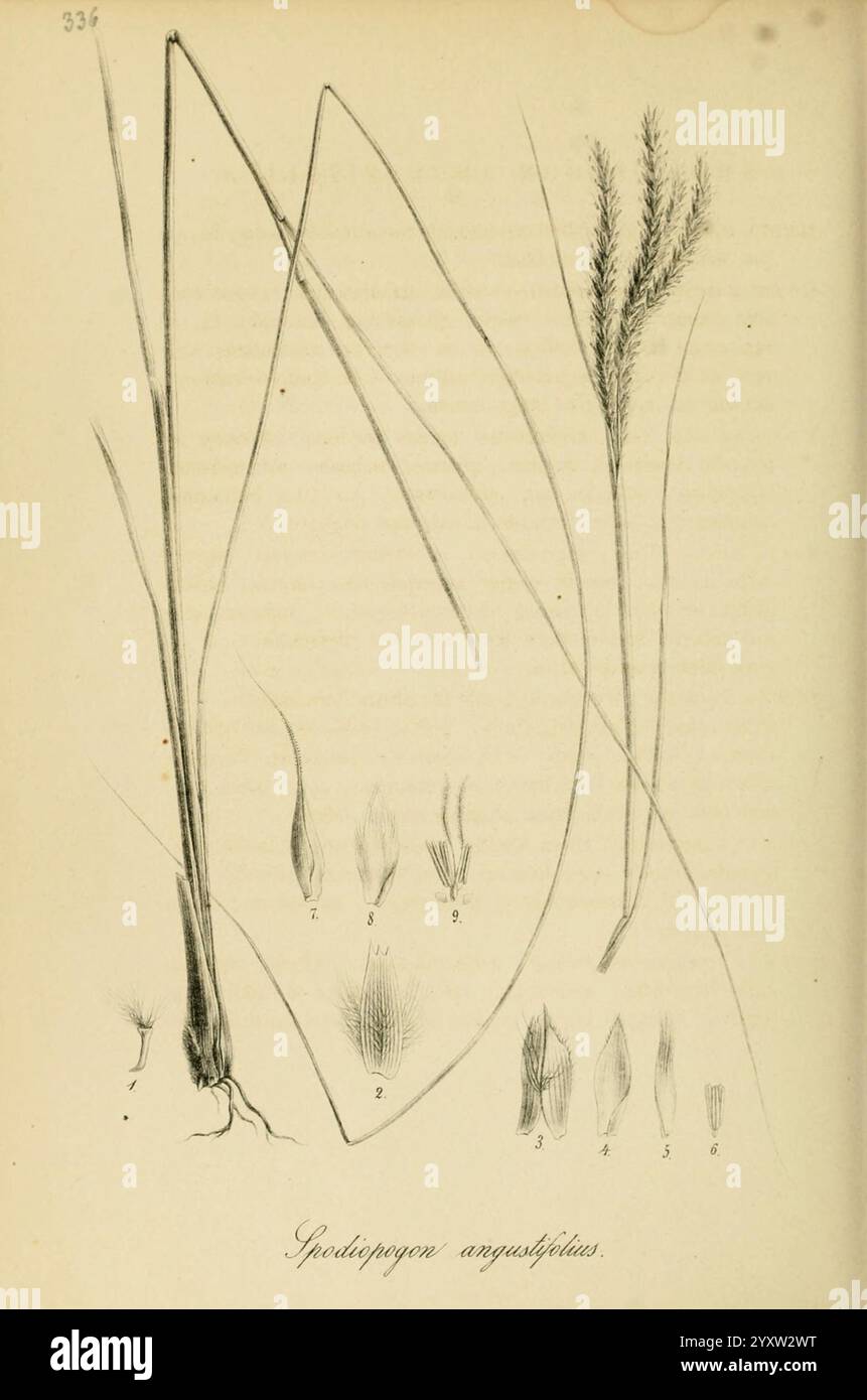 Individual leaf segments hi-res stock photography and images - Alamy