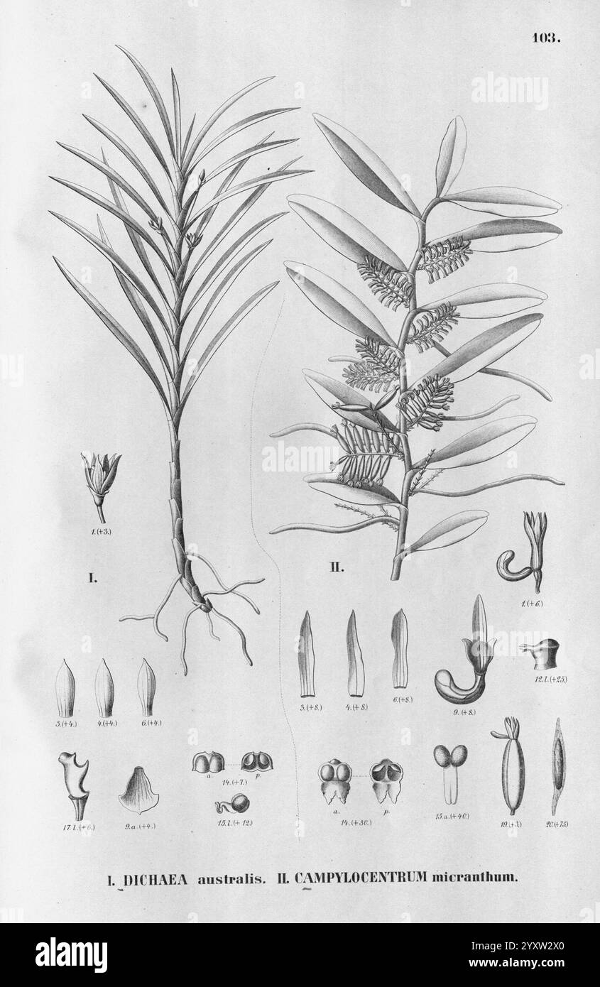 Reproductive characteristics Black and White Stock Photos & Images - Alamy